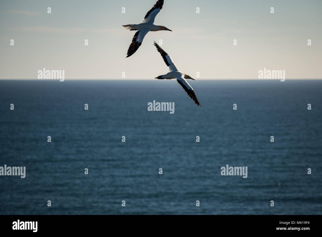 Muriwai Gannet Colony, New Zealand, Muriwai Stock Photo - Alamy