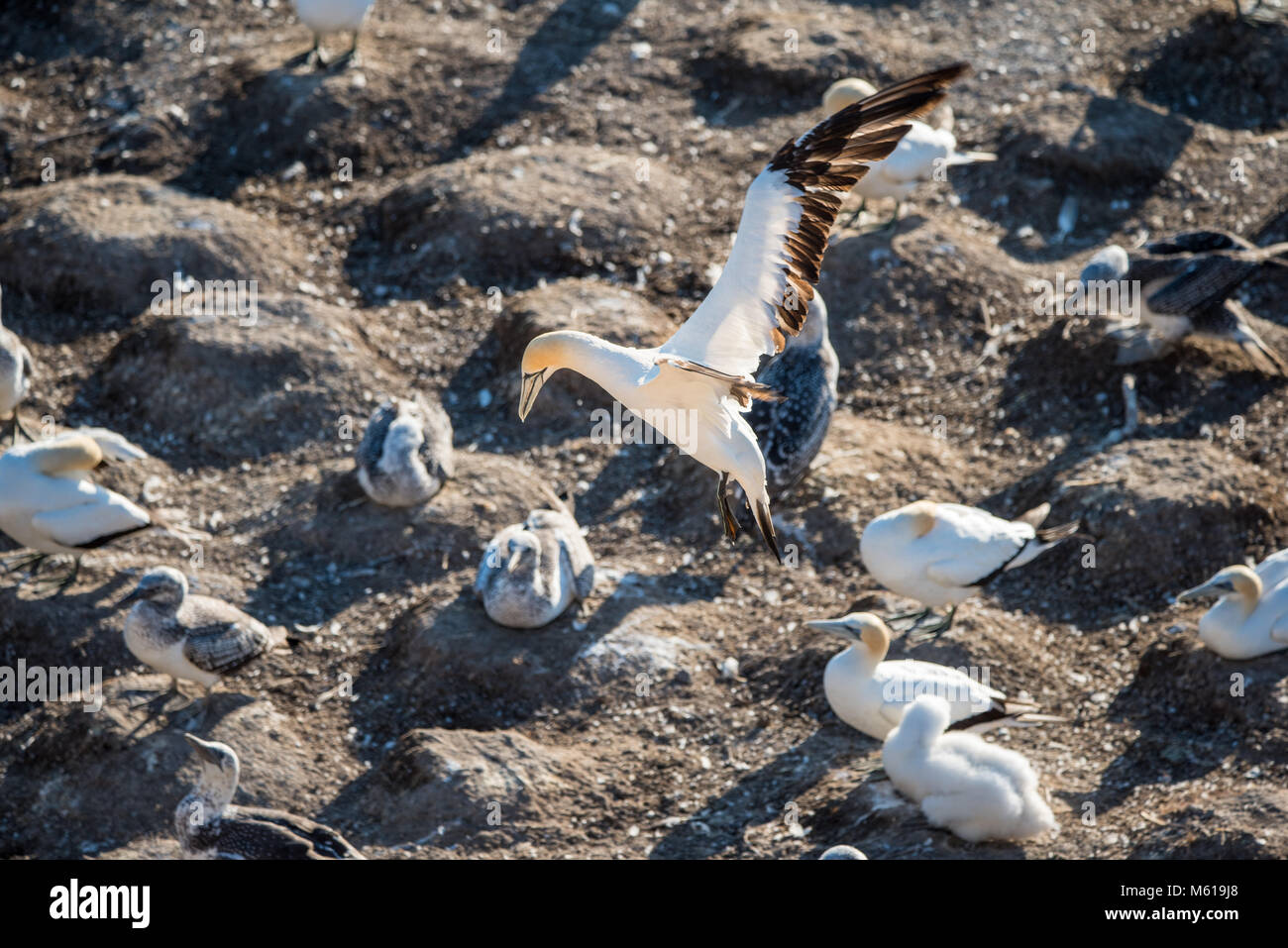 Muriwai Gannet Colony, New Zealand, Muriwai Stock Photo - Alamy
