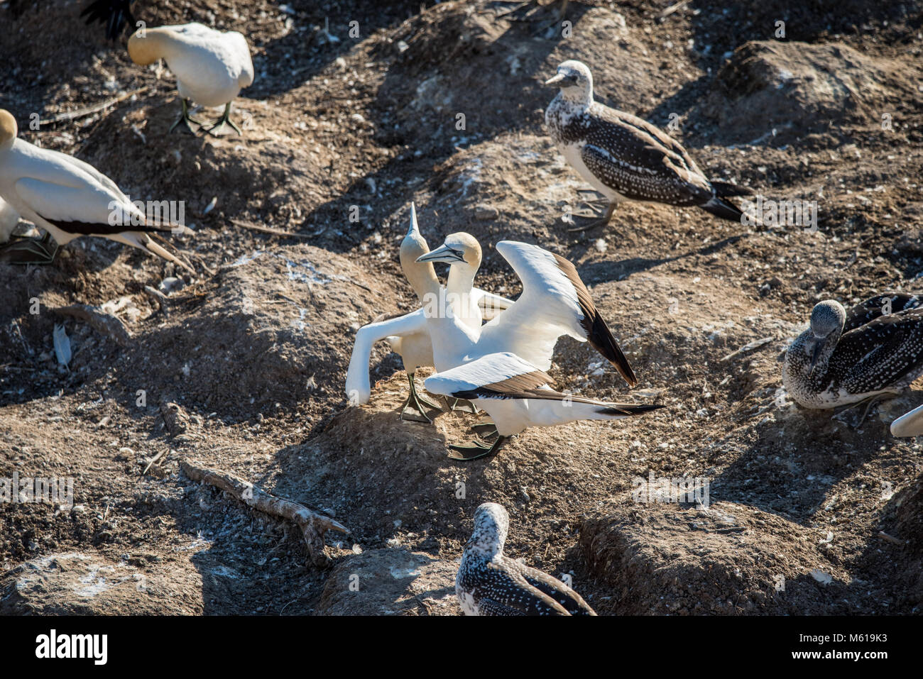 Muriwai Gannet Colony, New Zealand, Muriwai Stock Photo - Alamy