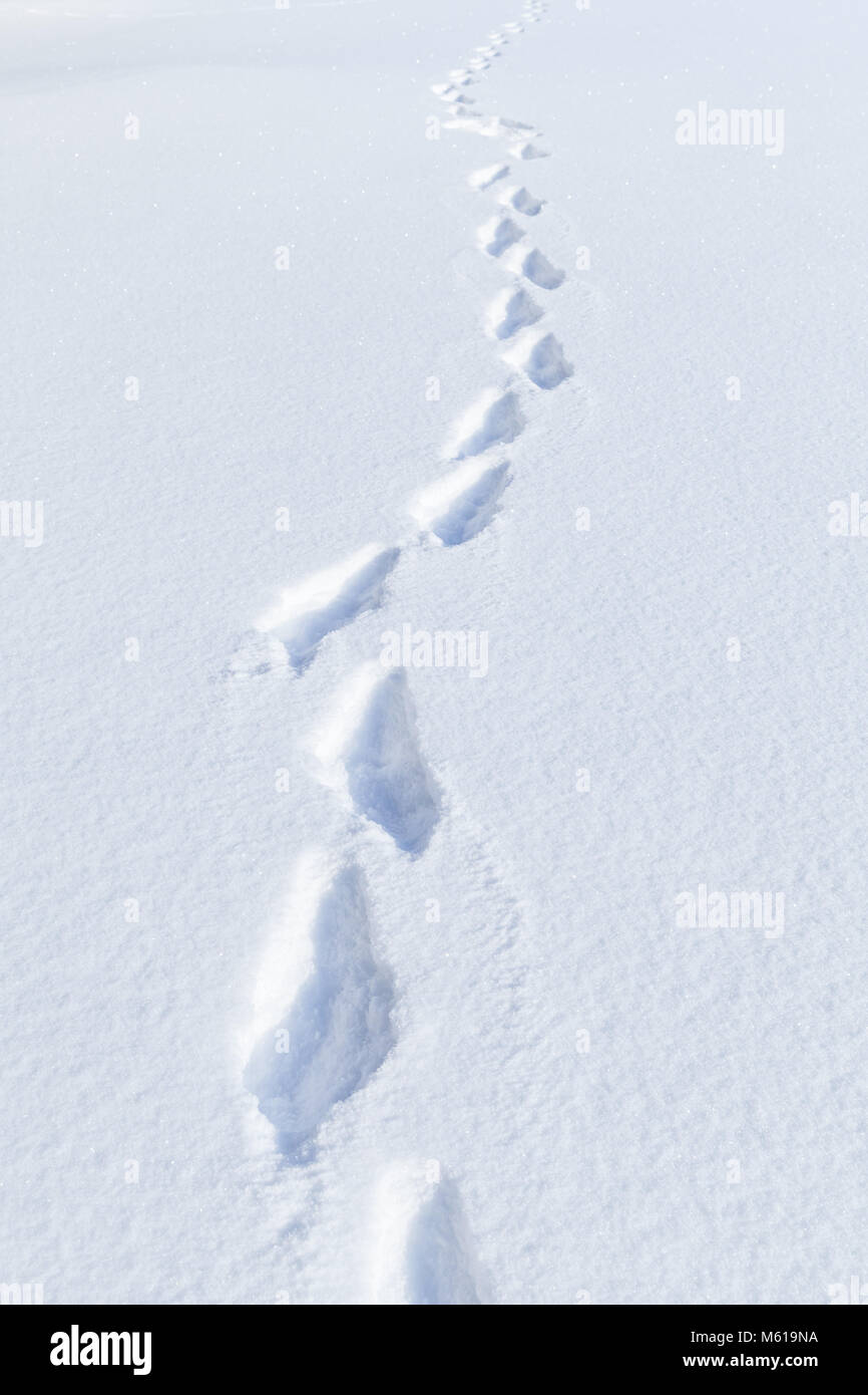Human foot and footprints hi-res stock photography and images - Alamy