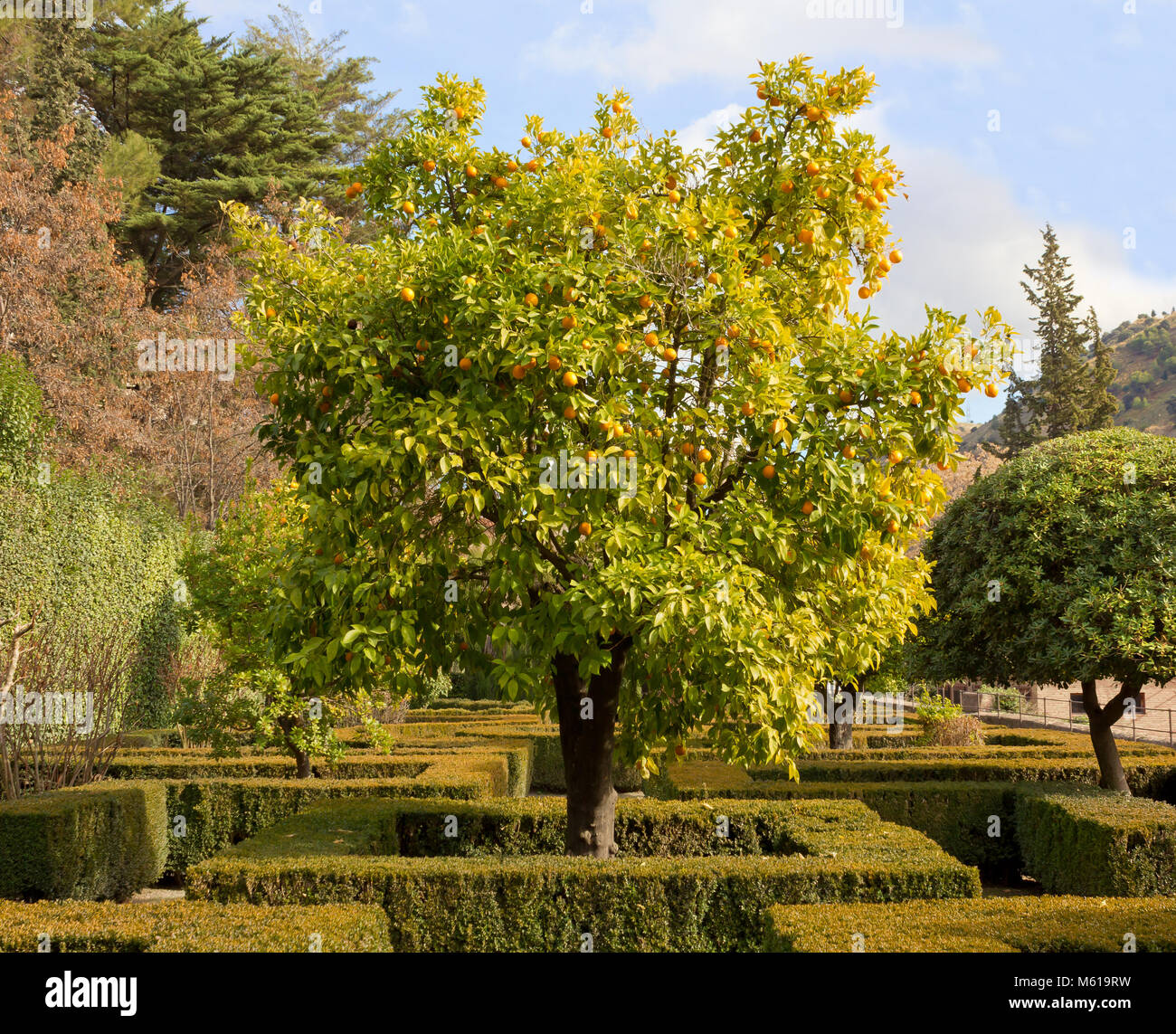 Granada fruit hi-res stock photography and images - Alamy