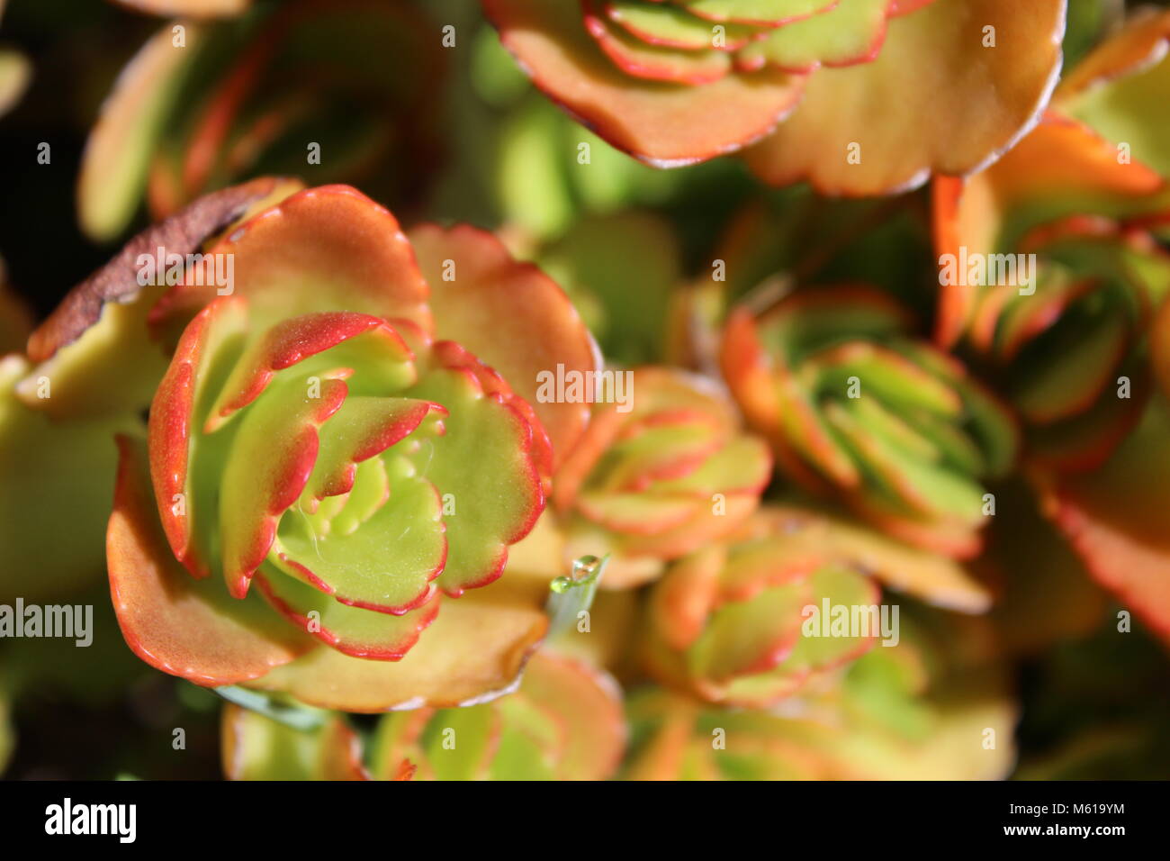 Thick leaves succulents hi-res stock photography and images - Alamy