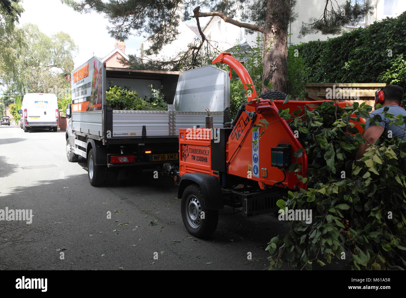 Branches of a beech tree being shredded by a Timberwolf 230DHB wood ...