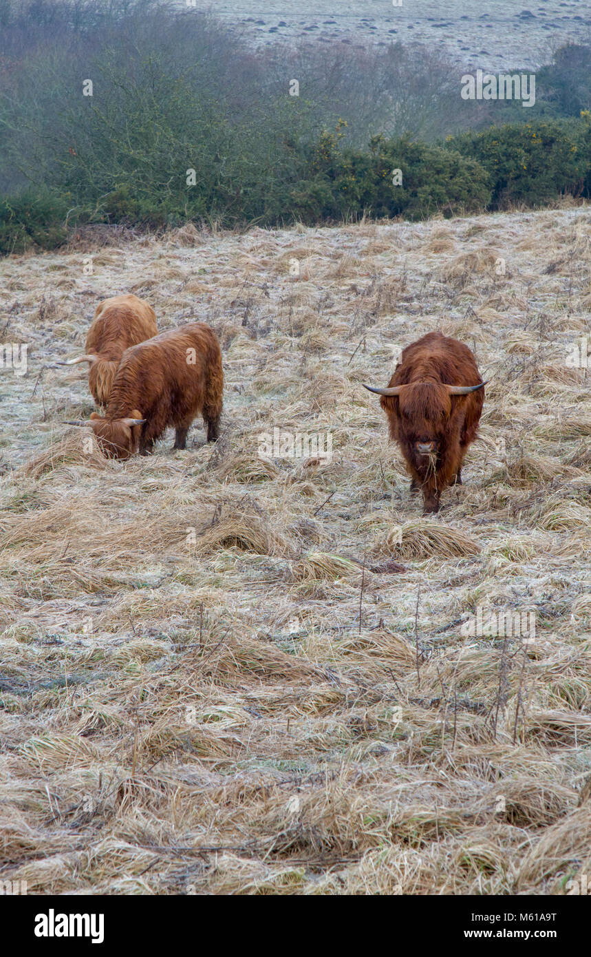 Highland cows grazing Stock Photo - Alamy