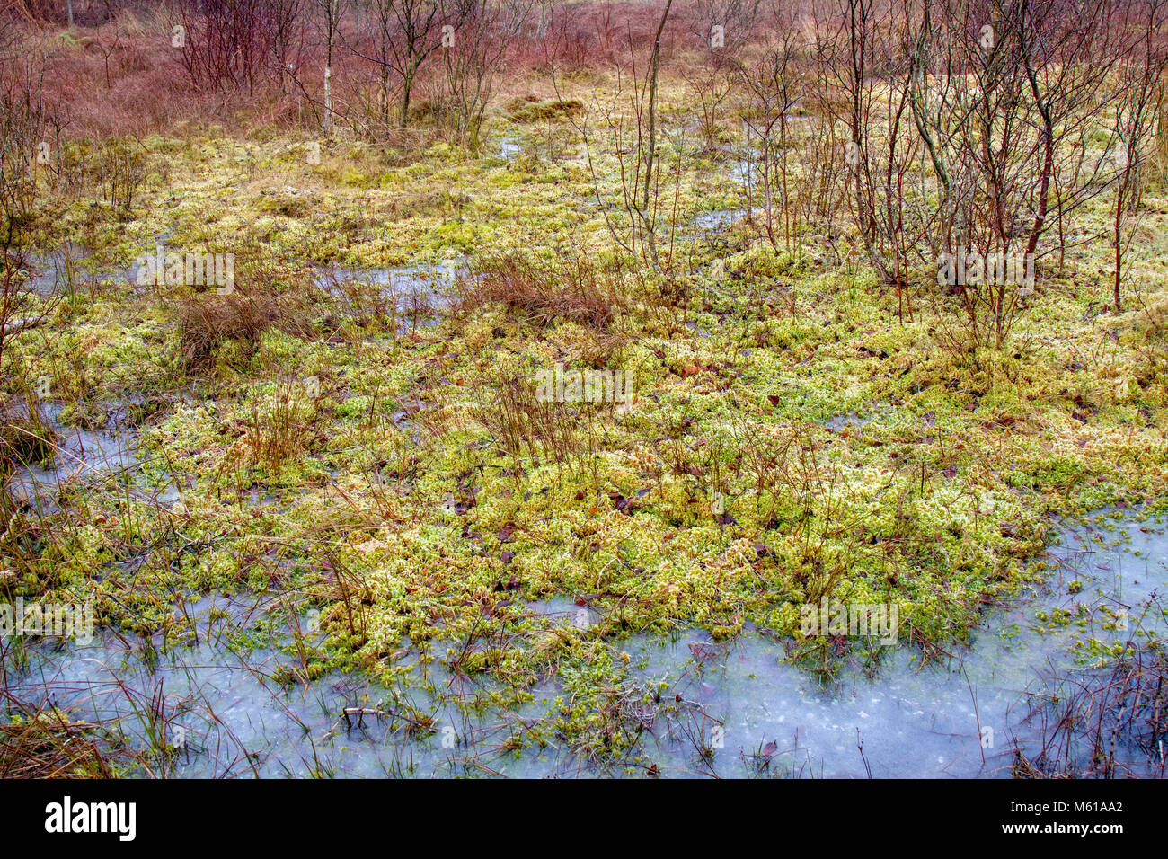 Bog at winter hi-res stock photography and images - Alamy
