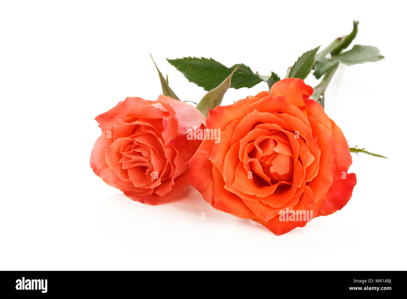 Two coral roses isolated on white background Stock Photo - Alamy