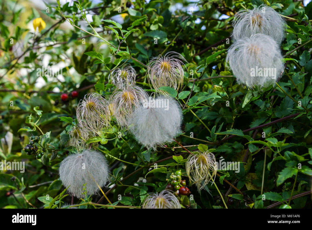 Seed heads of a Golden Clematis (Clematis tangutica) amongst ...