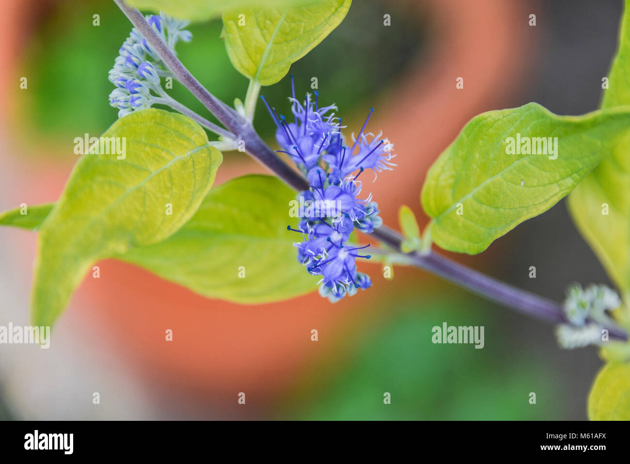 A close up of a bluebeard 'Worcester Gold' (Caryopteris × clandonensis ...