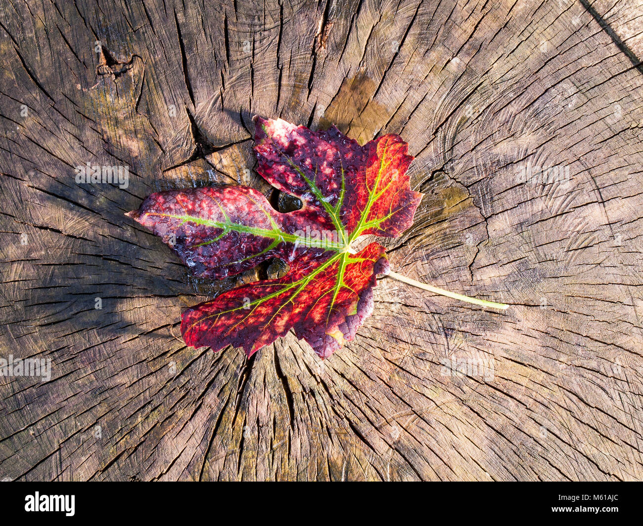 Vine stump hi-res stock photography and images - Alamy