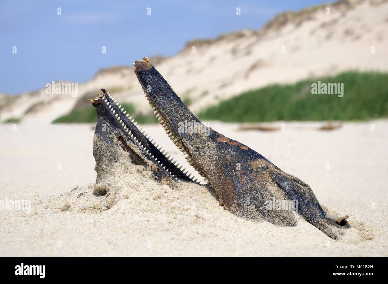 Dolphin head hi-res stock photography and images - Alamy