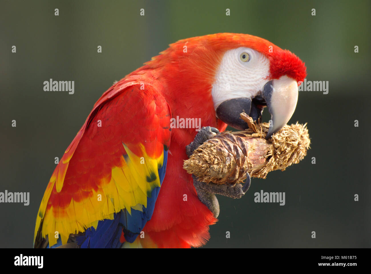 Scarlet macaw ara macao eating hi-res stock photography and images - Alamy