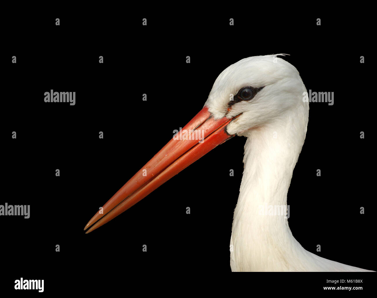 Head of stork Portrait of stork isolated on black Stock Photo - Alamy