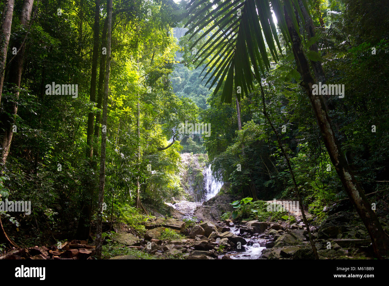 Jungle spring with waterfalls. Sunny day in tropical rainforest. South ...