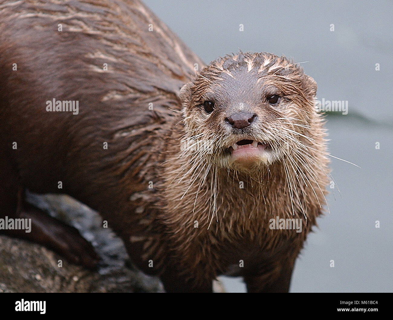 Otters wildwood escot hi-res stock photography and images - Alamy