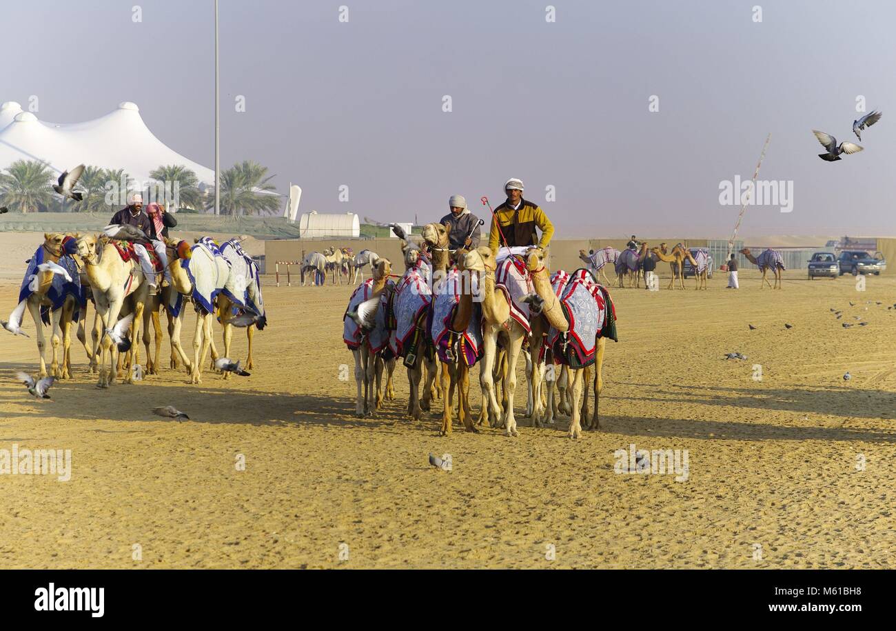 Each morning, valuable camels are sent near Madinat Zayed Camel Race ...