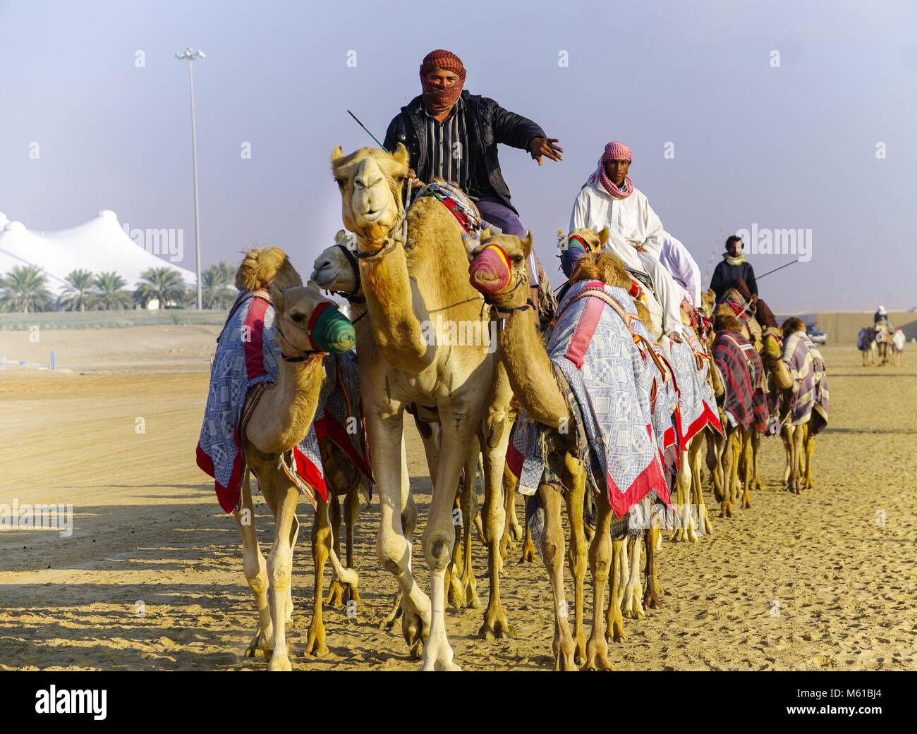 Each morning, valuable camels are sent near Madinat Zayed Camel Race ...