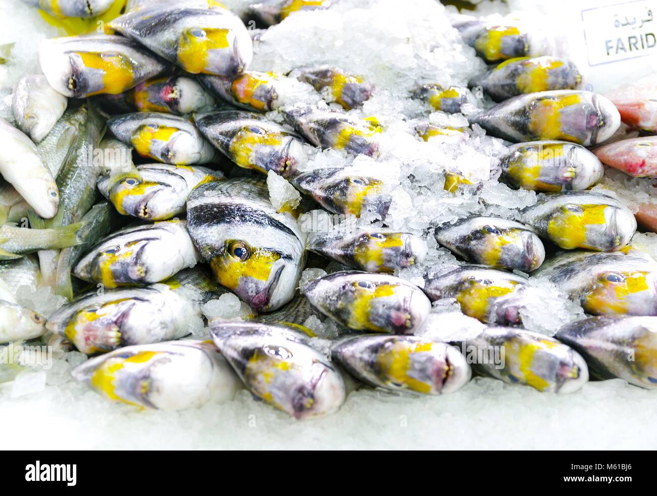 The Faskar fish with its typical yellow color is one of the rich offer ...