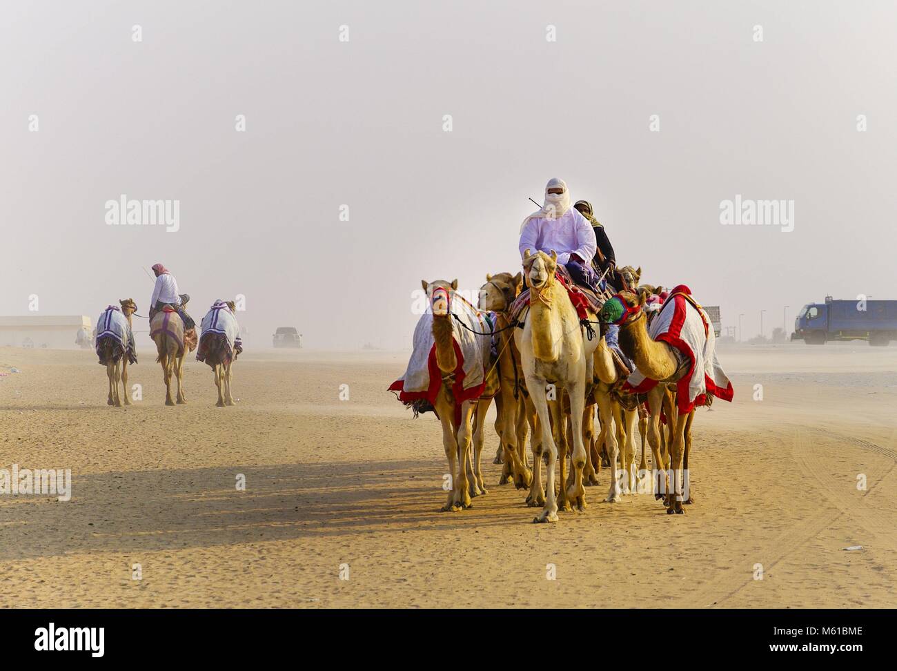Each morning, valuable camels are sent near Madinat Zayed Camel Race ...