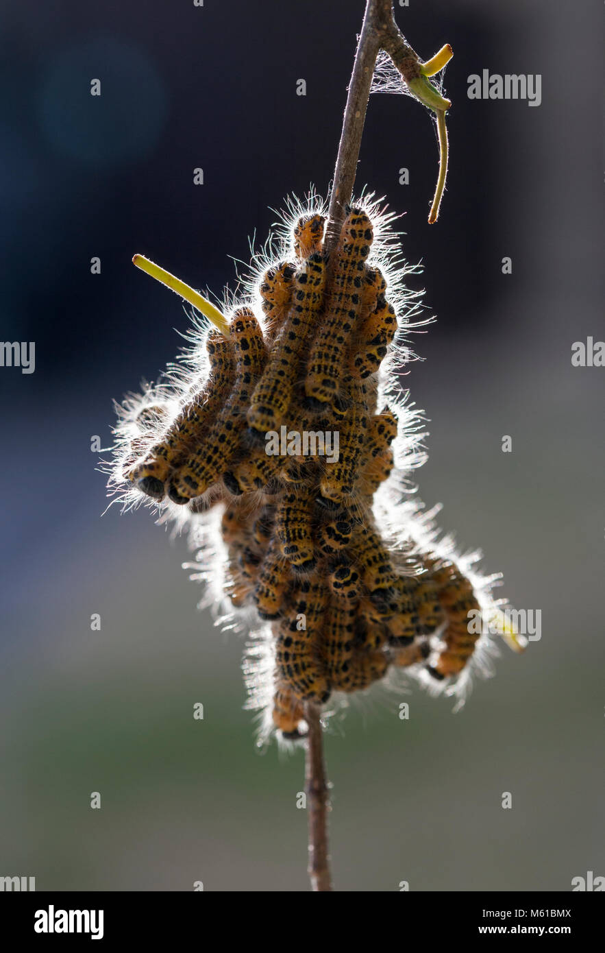 Clutch of caterpillars hi-res stock photography and images - Alamy