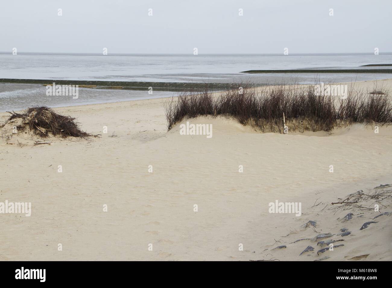 Brushwood fences catch the sand and form a dune. Dune protection means ...