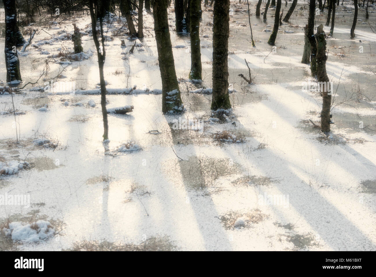 Swamp Landscape in Germany in Winter Stock Photo - Alamy