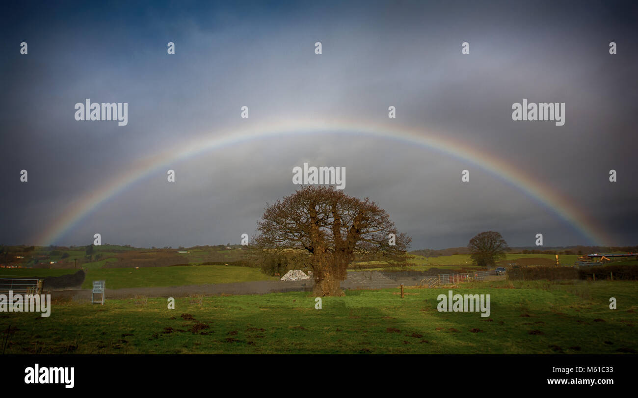 Brimmon Oak Tree (U.K &Welsh tree of the year 2016) with a perfect ...