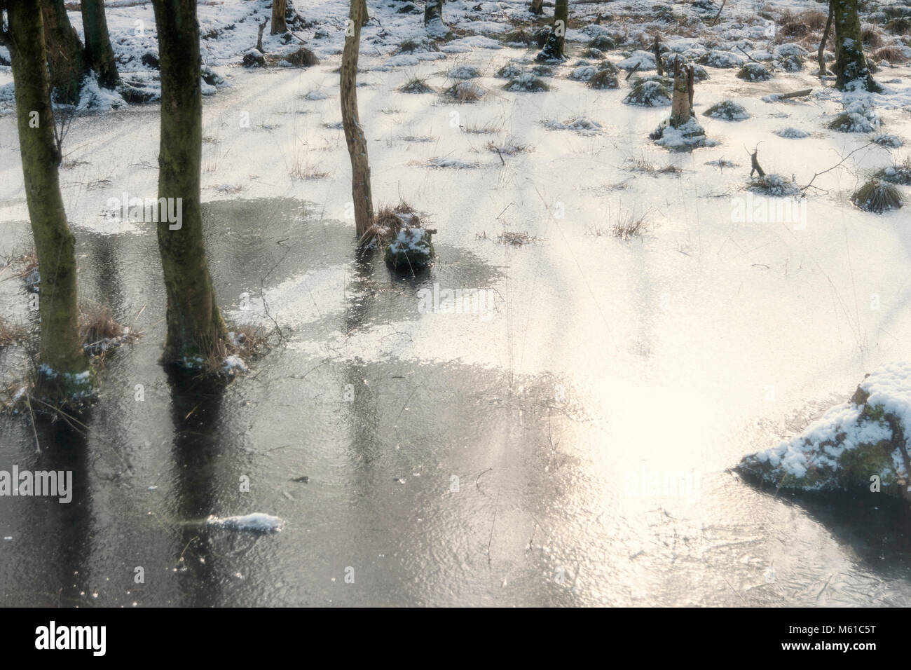 Swamp Landscape in Germany in Winter Stock Photo - Alamy