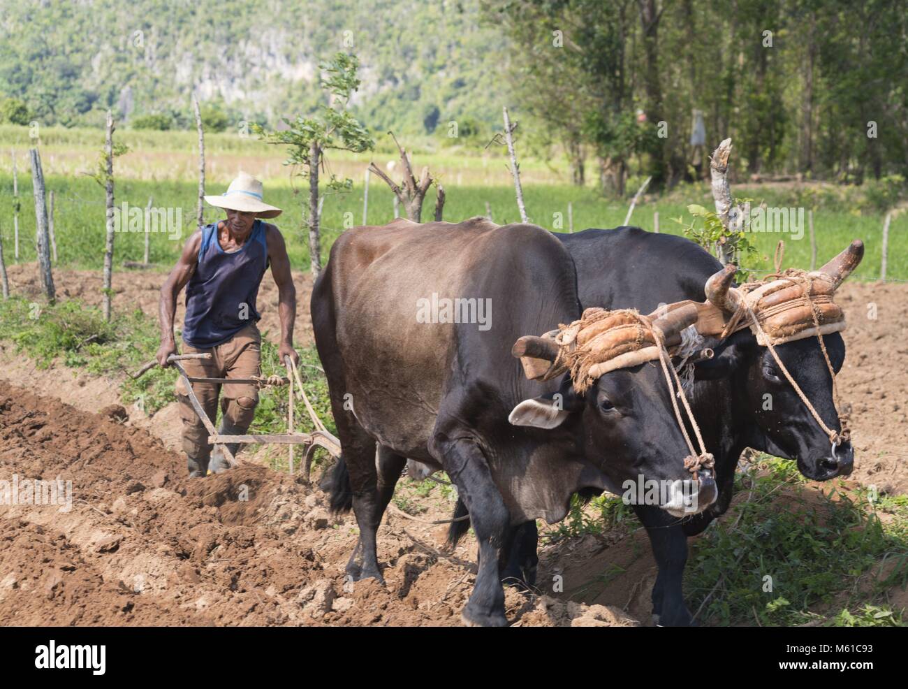 A farmer works his field with an ox plow in the Vinales valley. Tobacco ...