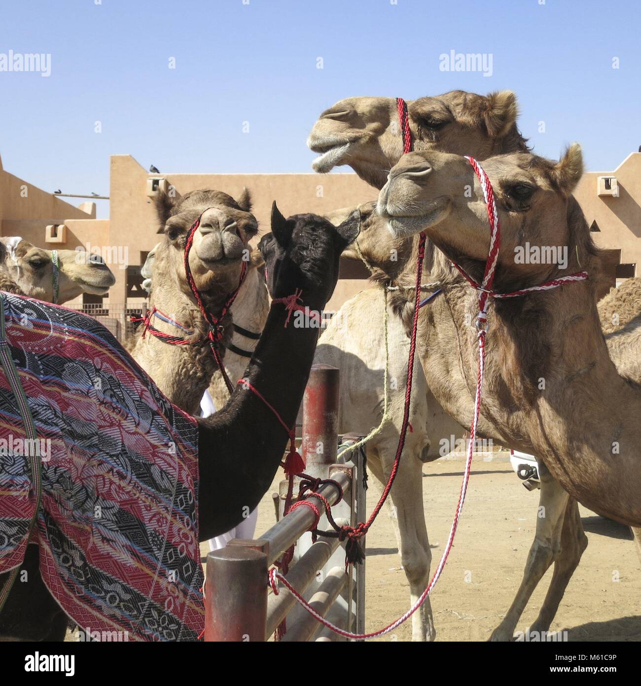 Hundreds of camels change hands on some days at the camel market on the ...