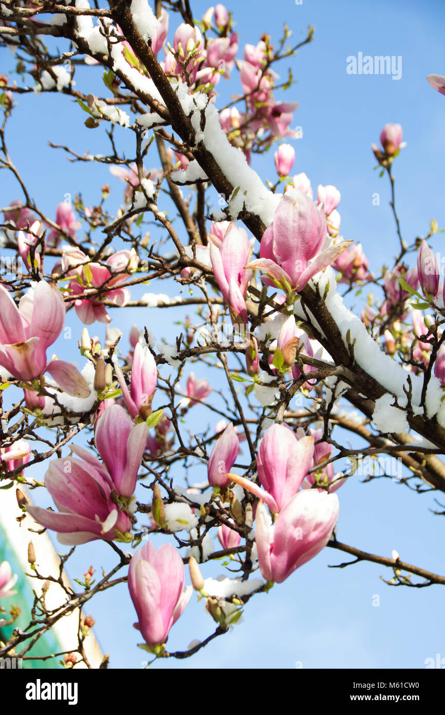 magnolia flowers covered with snow Stock Photo - Alamy