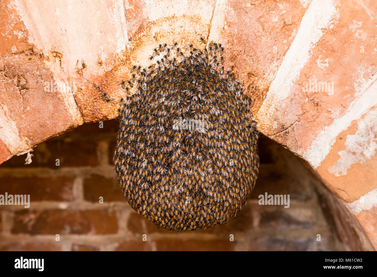 Honeycomb brick hi-res stock photography and images - Alamy