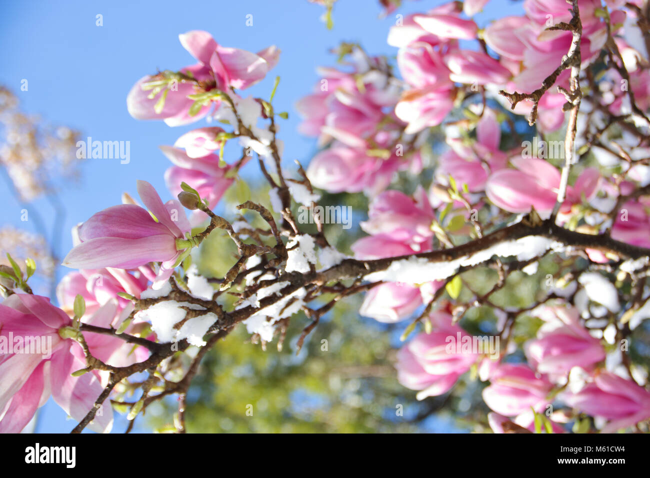 magnolia flowers covered with snow Stock Photo - Alamy