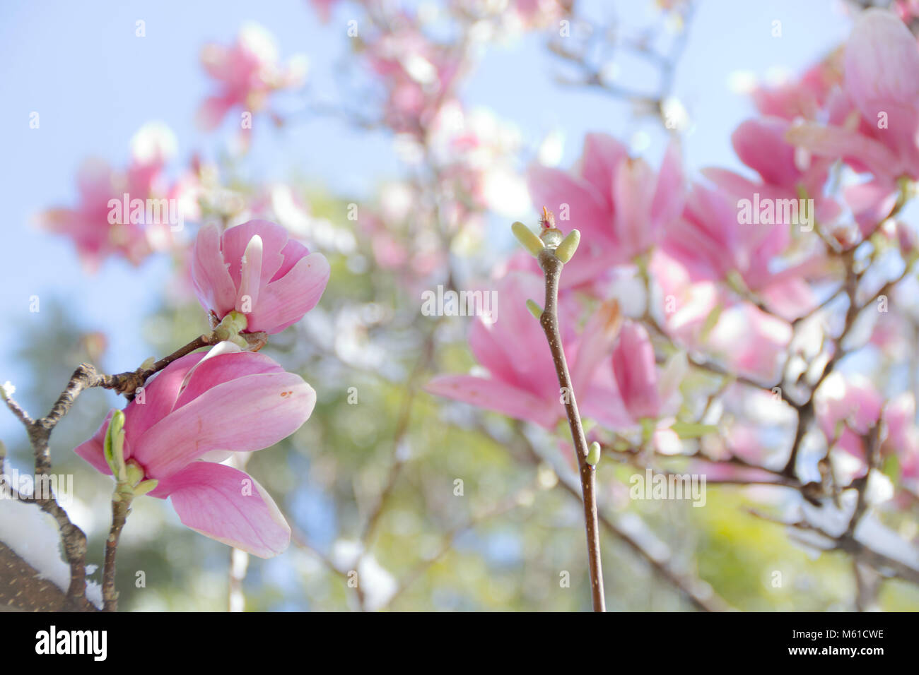 magnolia flowers covered with snow Stock Photo - Alamy