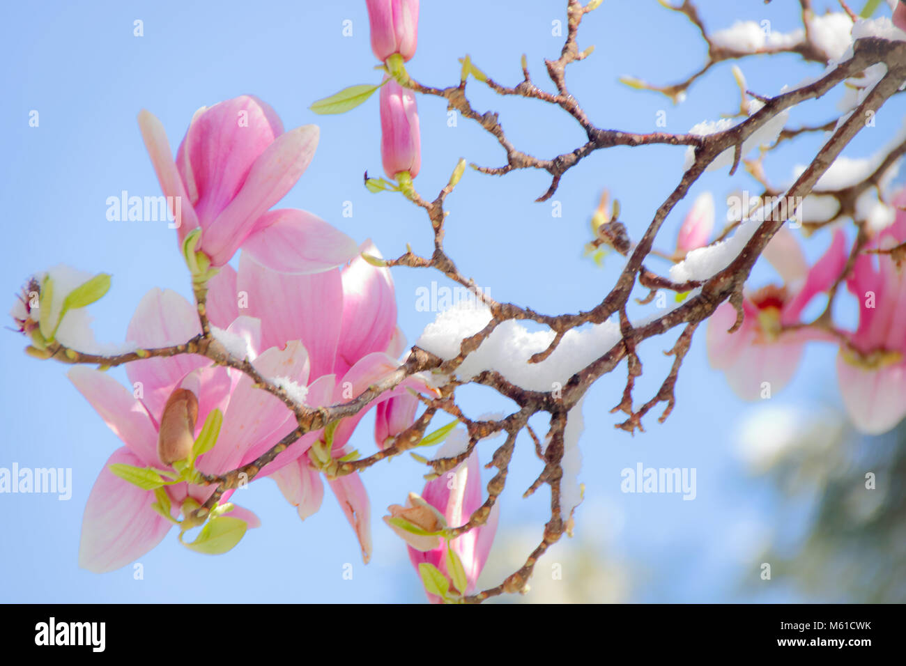 magnolia flowers covered with snow Stock Photo - Alamy