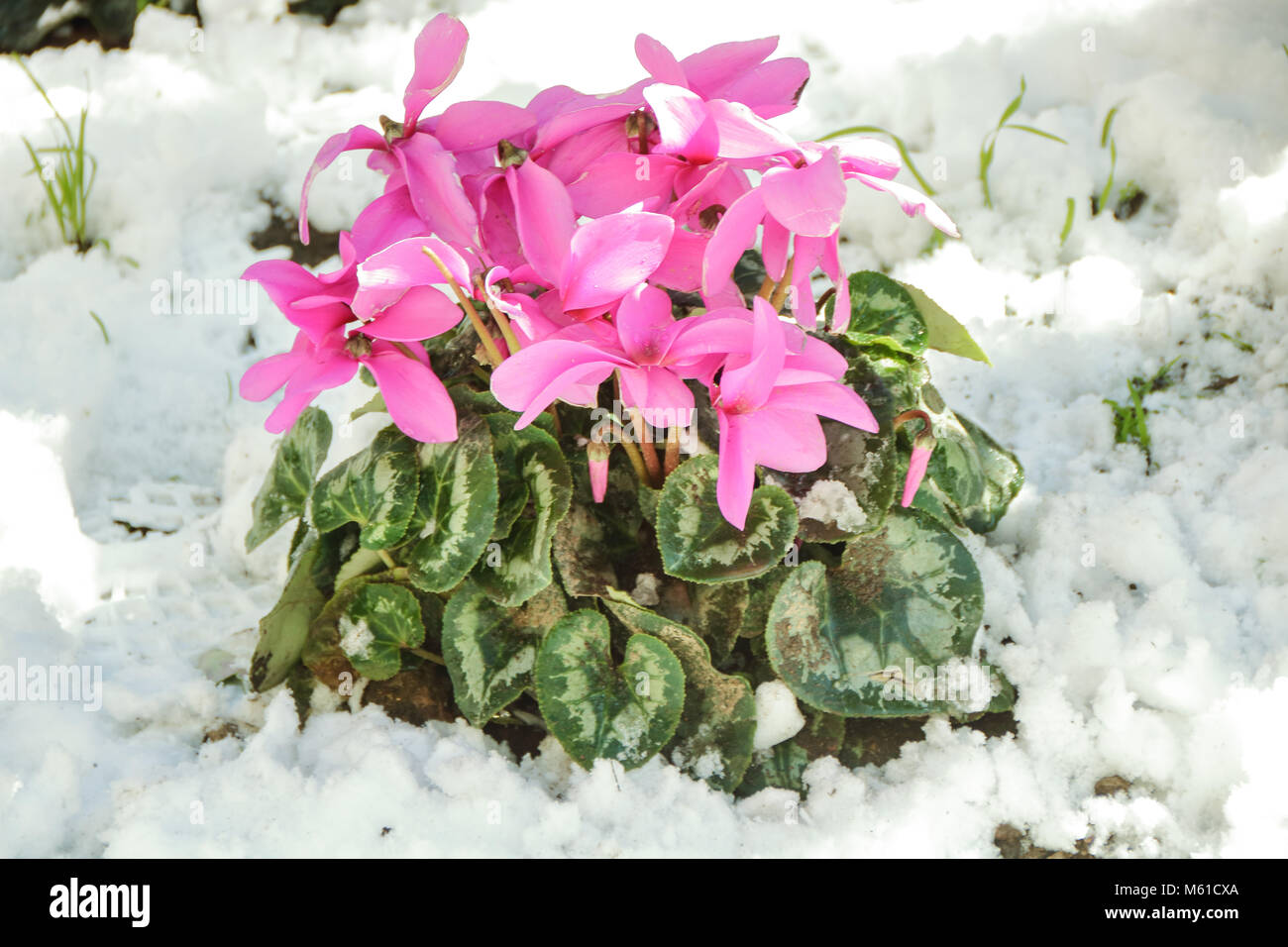 cyclamen plant and flowers showing up in snow Stock Photo - Alamy