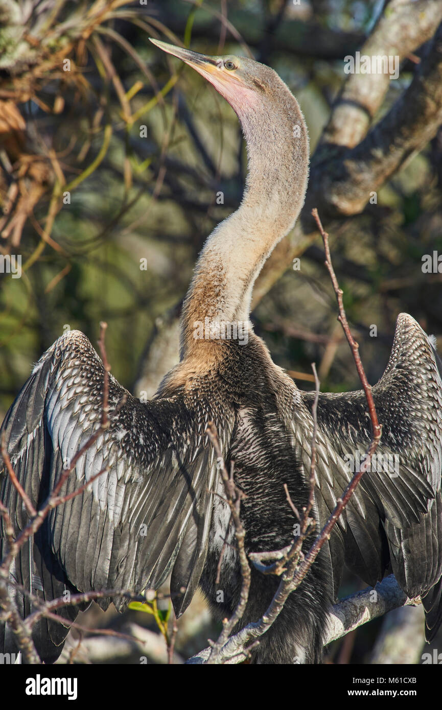 Anhinga Everglades National Park Florida USA Stock Photo - Alamy