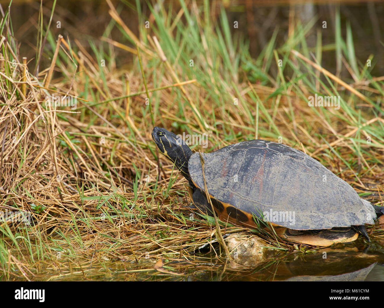 Southern Painted Turtle Everglades National Park Florida USA Stock ...