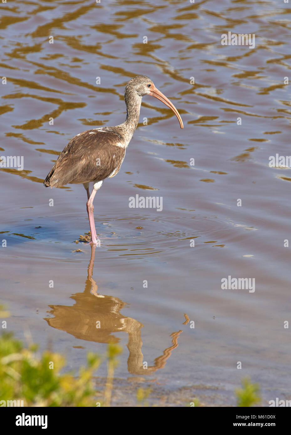 Everglades Crayfish High Resolution Stock Photography and Images - Alamy