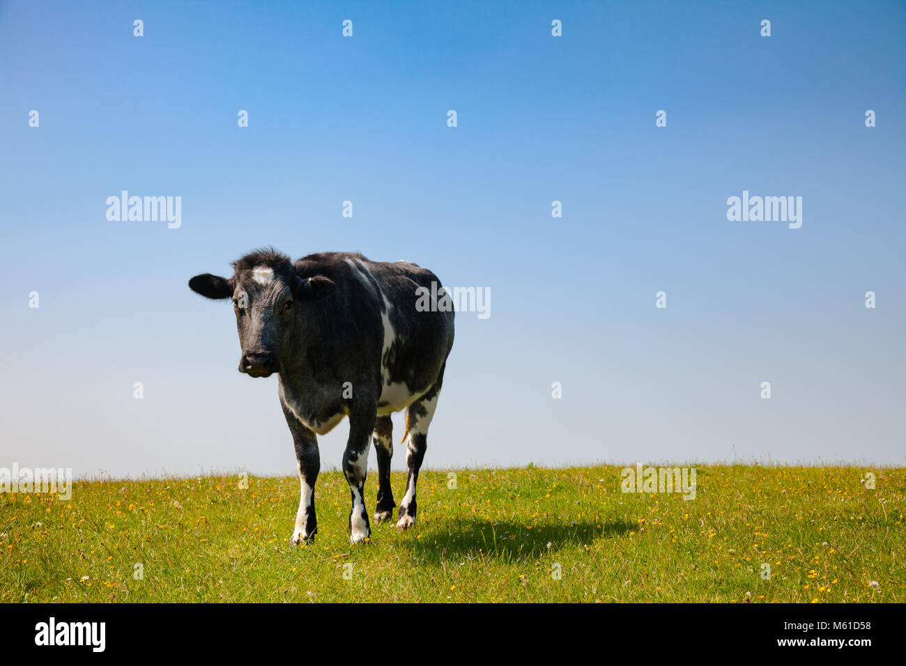 Black and white bull grazing at pasture on the South Downs hill in ...