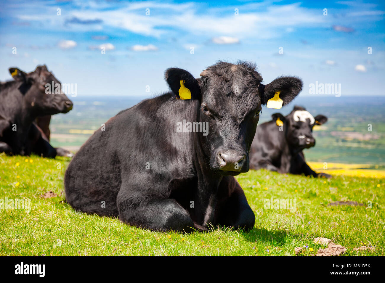 Black Aberdeen Angus beef cattle at pasture on the South Downs hill in ...