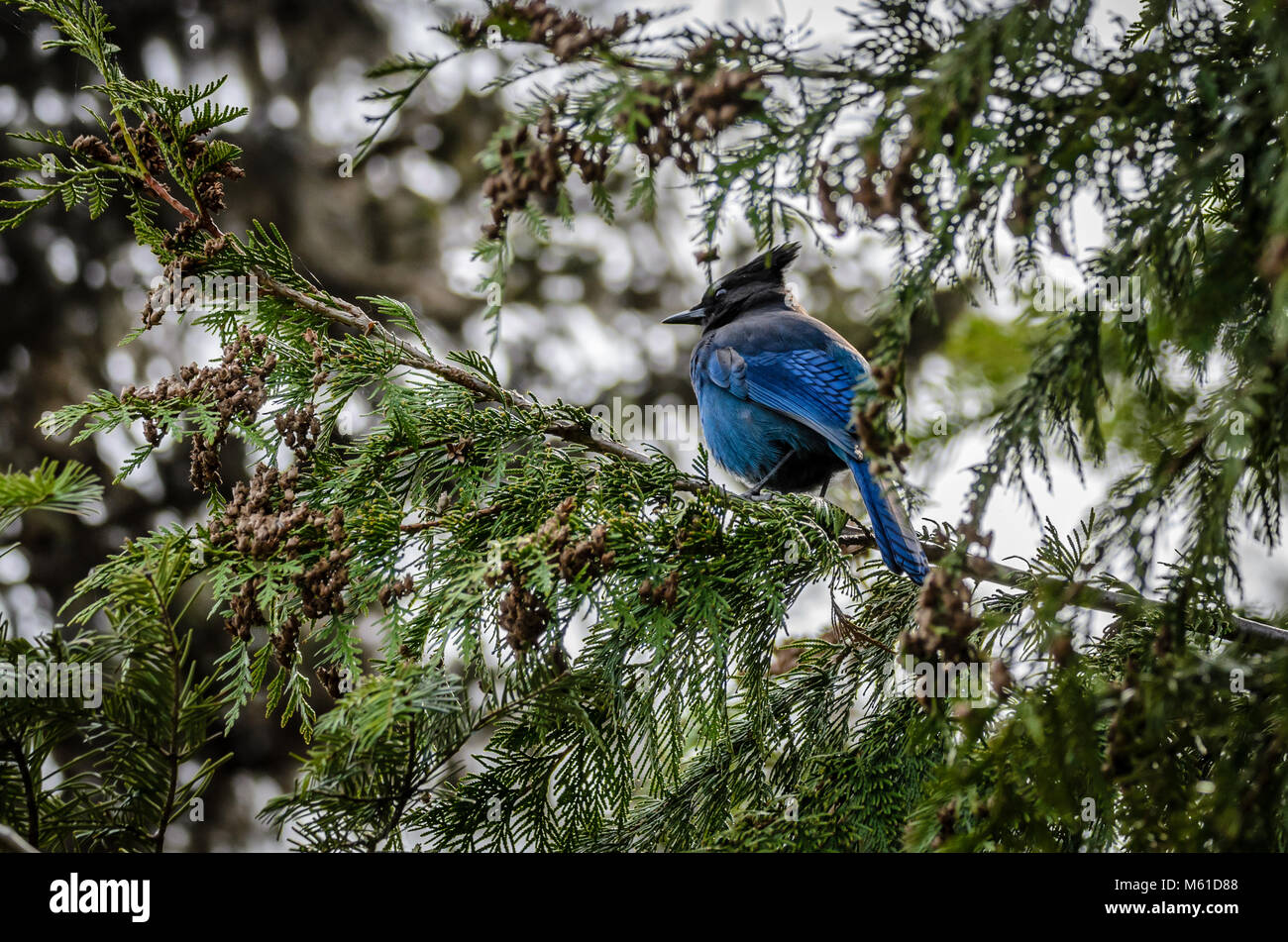 Eastern blue jay hi-res stock photography and images - Alamy