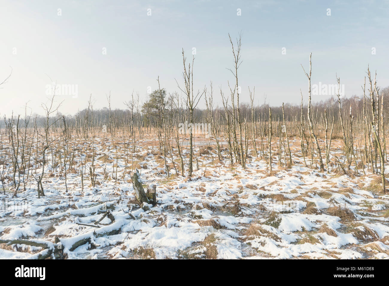 Swamp Landscape in Germany in Winter Stock Photo - Alamy