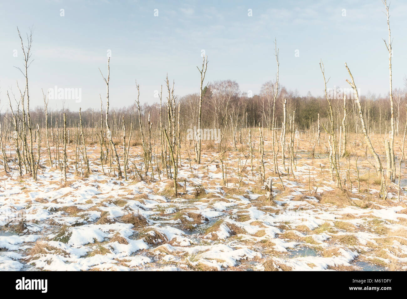 Swamp Landscape in Germany in Winter Stock Photo - Alamy