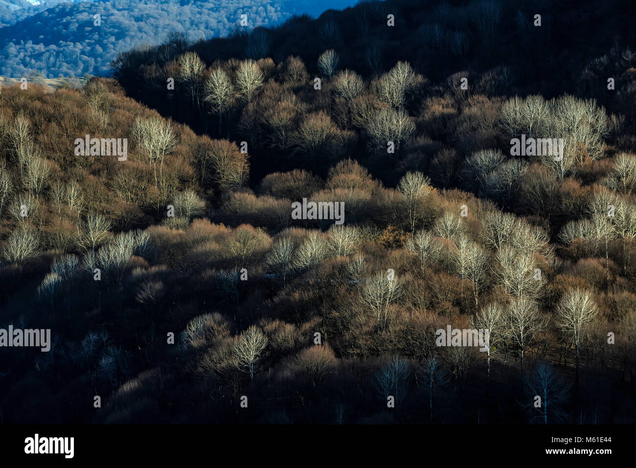 Scenic landscape with mountain forest Stock Photo - Alamy