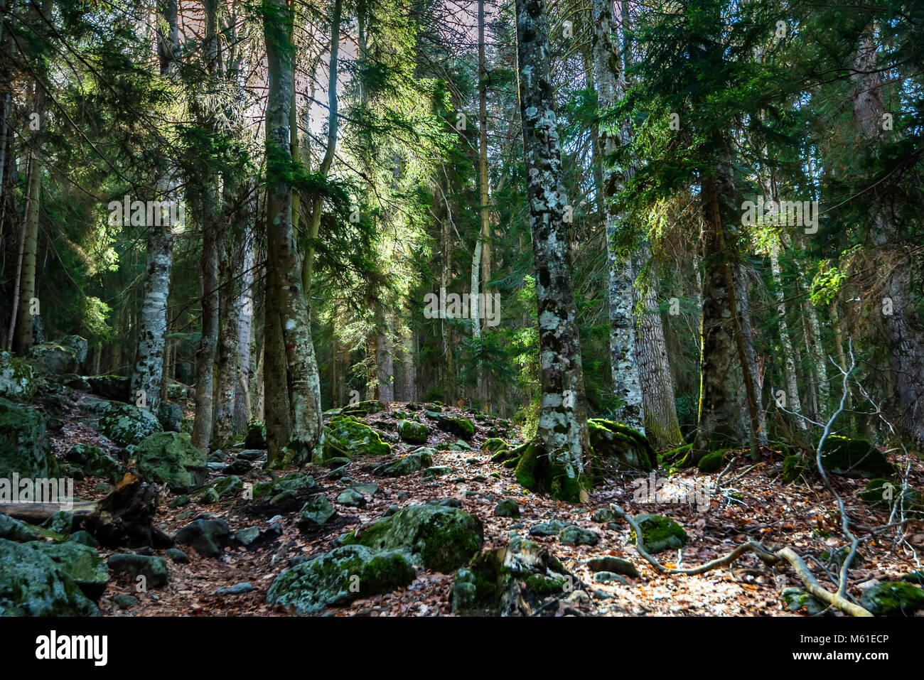 View inside pine forest hi-res stock photography and images - Alamy