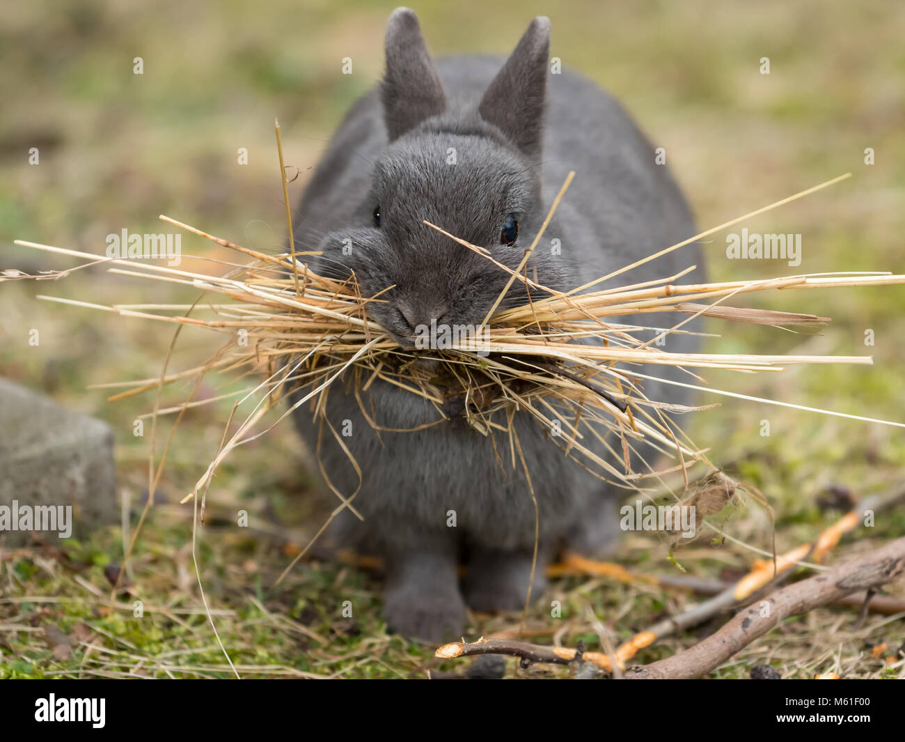 A female rabbit collecting material (grass) to build a nest Stock Photo ...