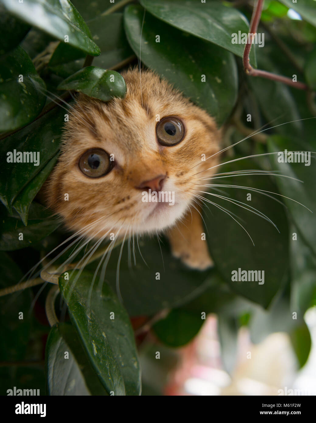 Cat in a plant pot hi-res stock photography and images - Alamy