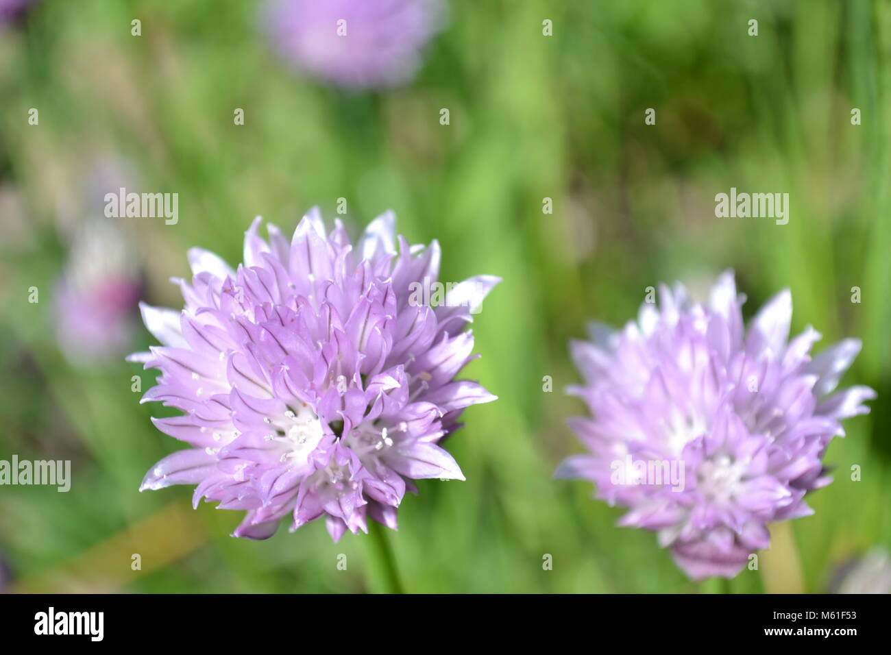 Chinese chives flower hi-res stock photography and images - Alamy