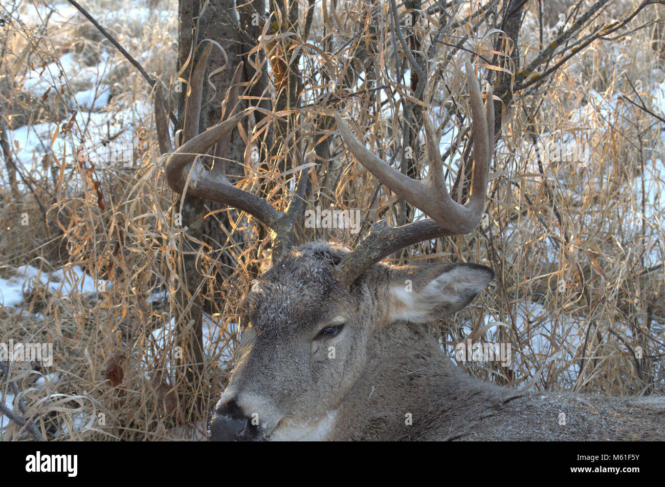 White-tailed Buck at Sunrise Stock Photo - Alamy