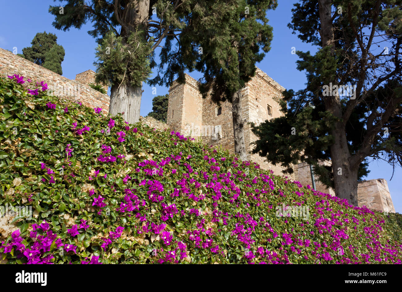 Bougainvillea hedge hi-res stock photography and images - Alamy